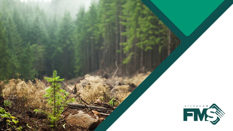 How Forest Management Software Helps with Silviculture Planning for Long-Term Forest Health